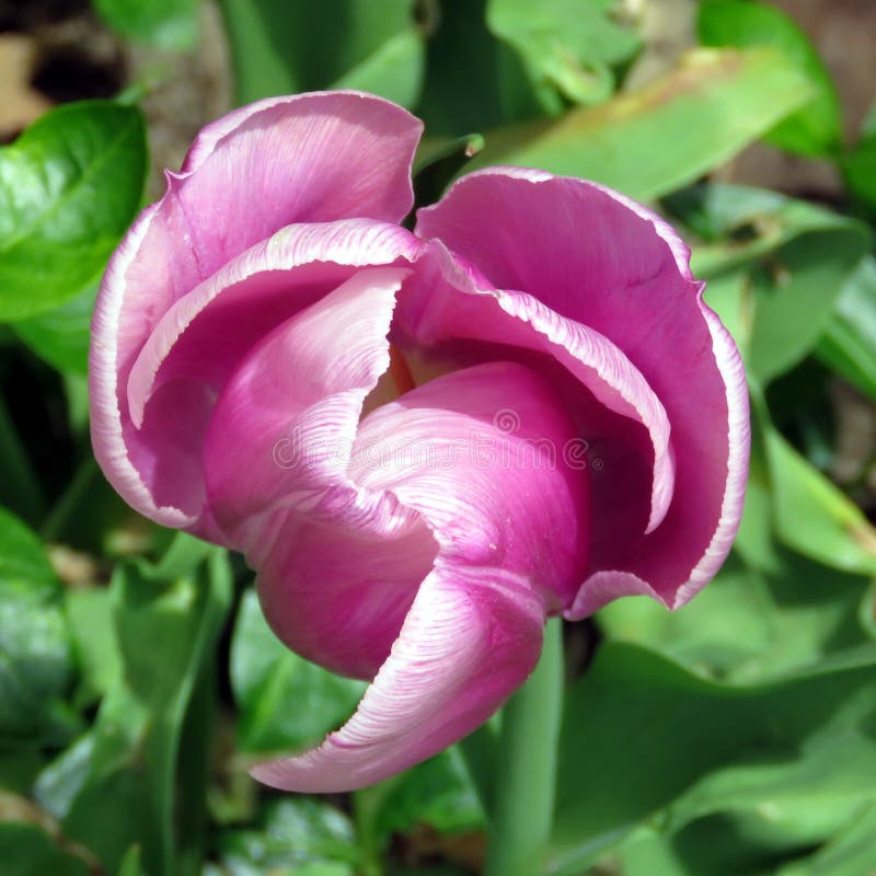 Toronto Tulip stock image. Image of bulb, gardens, gold - 88600835