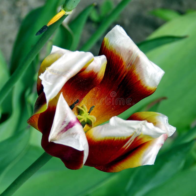Toronto High Park Tulip Flower 2016 Stock Image - Image of scenic ...