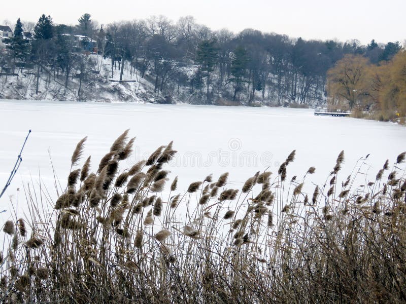 Toronto High Park View of Winter Pond 2016 Stock Photo - Image of ...