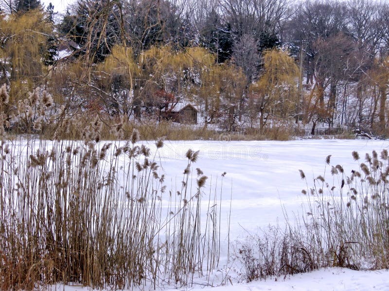 Toronto High Park the Winter Pond 2016 Stock Photo - Image of rhythm ...