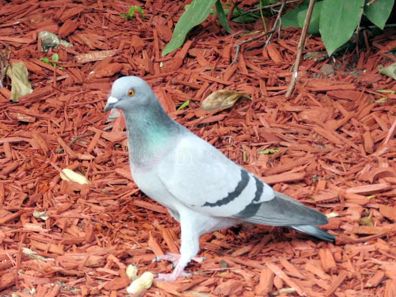 Toronto the pigeon 2016 stock photo. Image of columba - 78478844