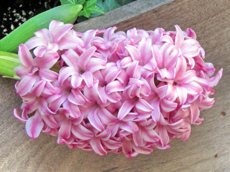 Toronto Pink Gypsy Queen 2013 Stock Photo - Image of flower ...