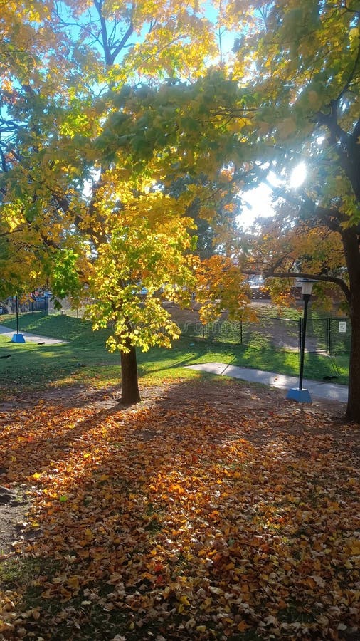 Toronto three stock photo. Image of yellow, sunlight - 288701566