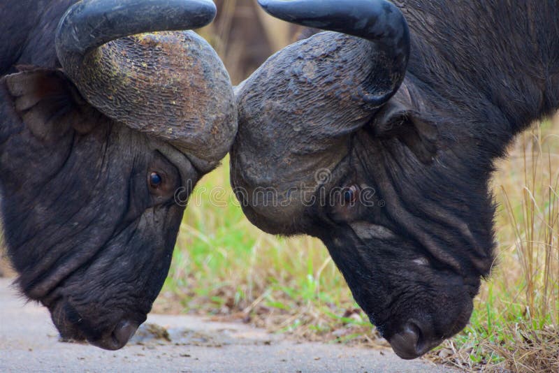Toros Del Búfalo Que Pastan En Sabana En África Foto de archivo ...