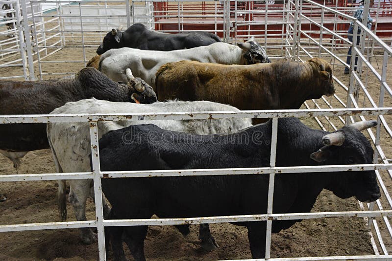 Toros del rodeo imagen de archivo. Imagen de tenencia - 40297305