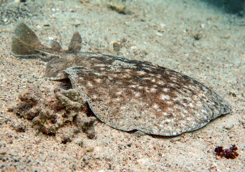 Torpedo Electric Ray on Sand, Red Sea, Eilat, Israel Stock Image ...