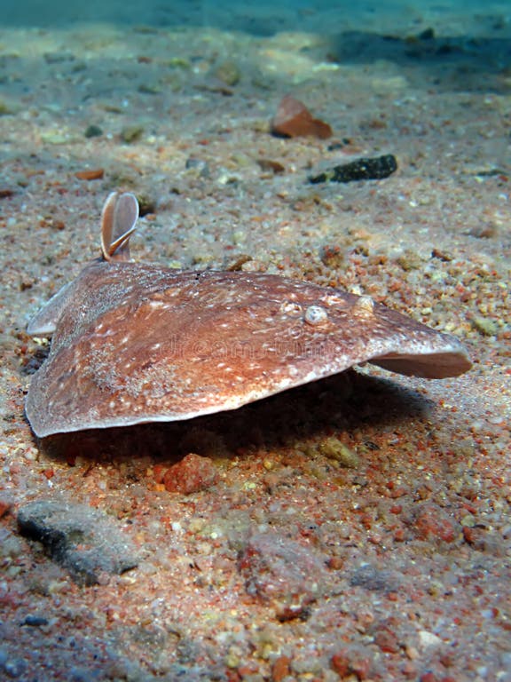 Torpedo ray stock image. Image of exotic, tropical, fish - 11102911