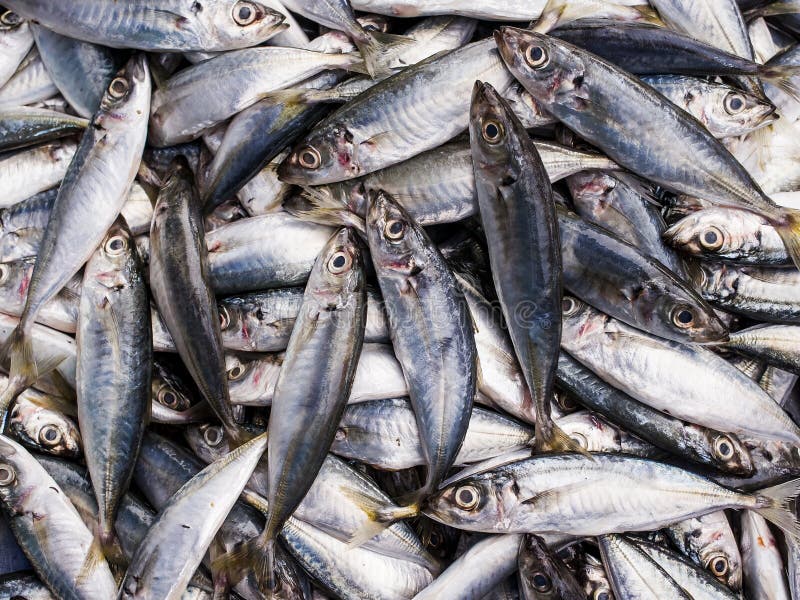 Gegrillte Fische Torpedo Scad (Finny Scad) - Thailändisches ...