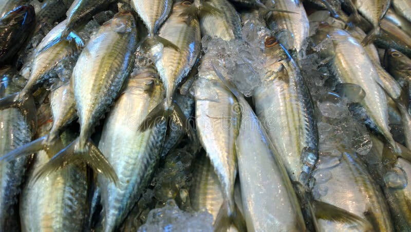 Torpedo Scad (Finny Scad, Finletted Mackerel Scad) Isolated on Stock ...