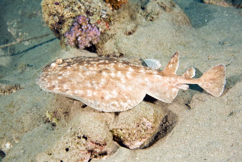 Torpille Blackspotted De Rayon Image stock - Image du vert, torpille ...