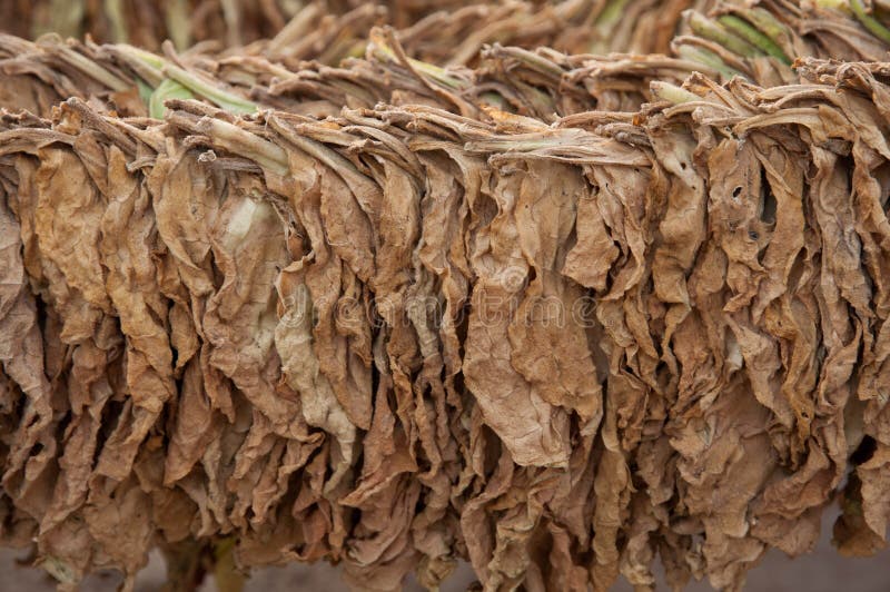 Torr tobak fotografering för bildbyråer. Bild av nikotin - 29135981