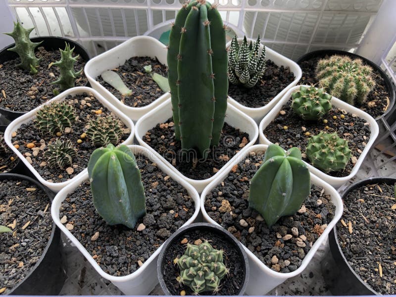 Torre cacti foto de archivo. Imagen de azul, torre, cactos - 203015756