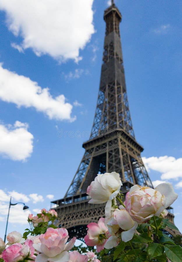Torre de eiffel con rosa imagen de archivo. Imagen de festival - 192705285