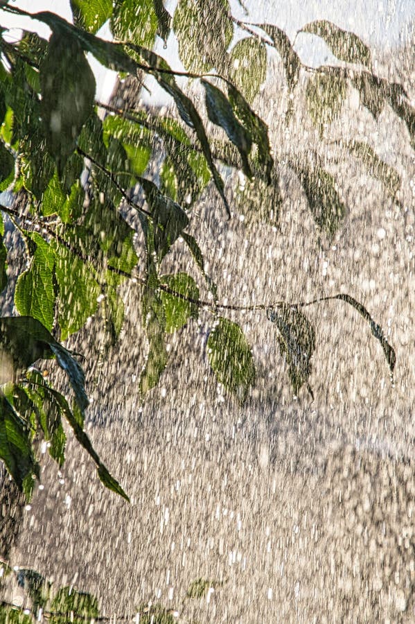 Torrential Rain Hitting the Plant Leaves Stock Photo - Image of plant ...