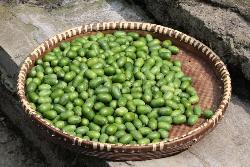 Torreya grandis Fort stock photo. Image of seeds, food - 10853858