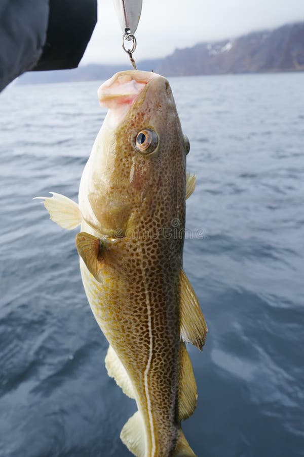 Torskfisk fotografering för bildbyråer. Bild av saltvatten - 31125883