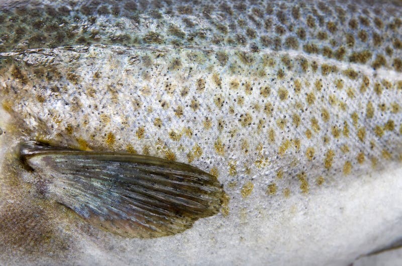 Siamese Stridighetfisk För Makro, Betta Fisks Svans För Fena ...