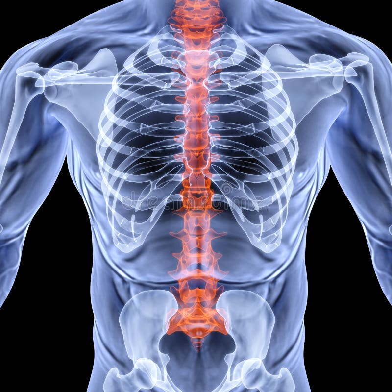 Torso Stock Illustrations – 26,814 Torso Stock Illustrations, Vectors ...