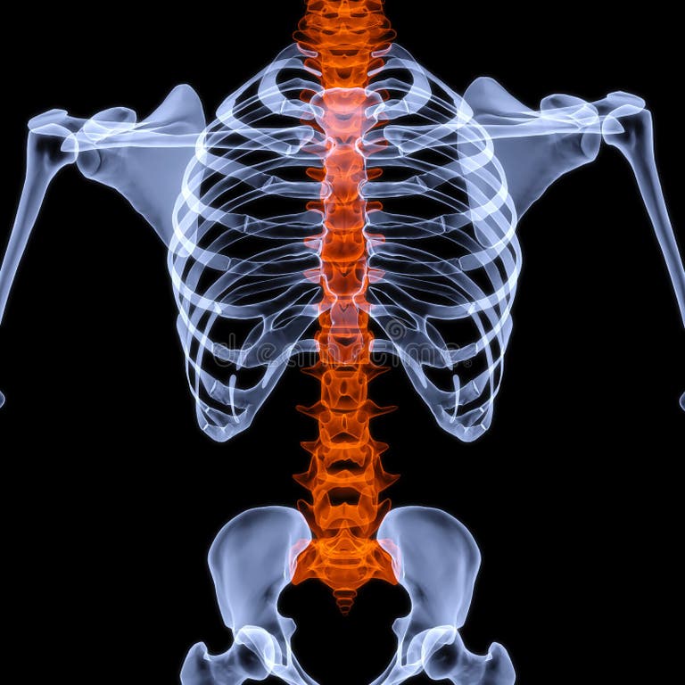 Skeleton Torso Anatomy Stock Illustrations – 2,871 Skeleton Torso ...