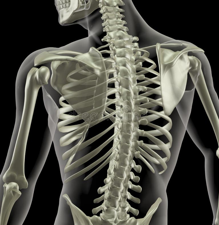 Torso Medical Skeleton Stock Illustrations – 2,174 Torso Medical ...