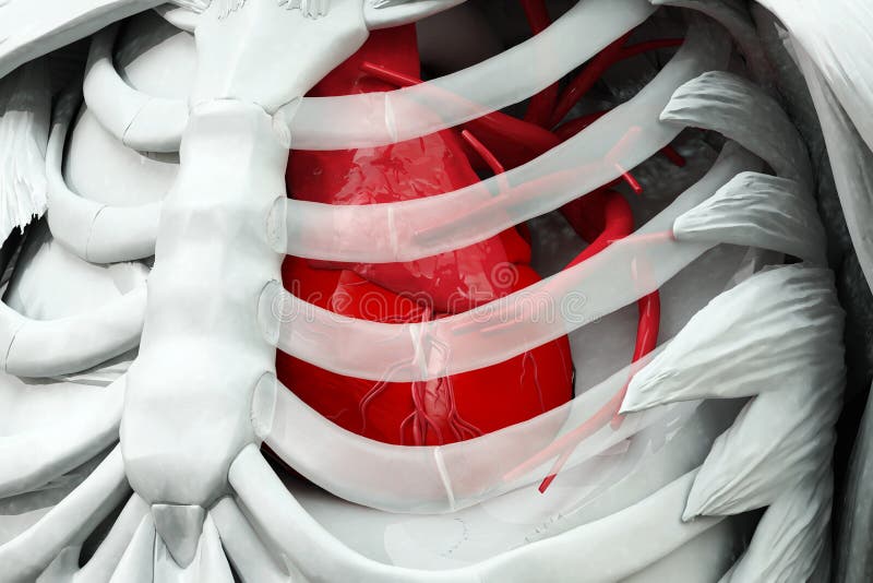 Human Torso With Red Heart Anatomy Stock Illustration - Illustration of ...