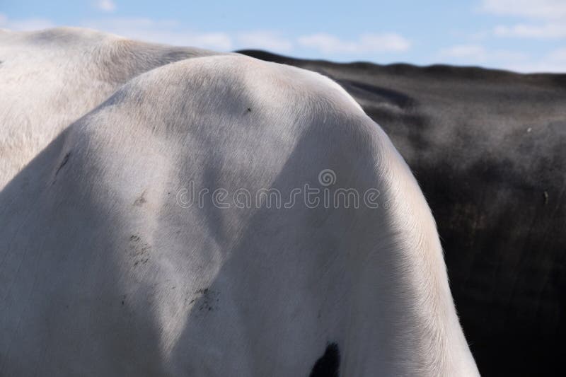 Sharp Scapula Stock Photos - Free & Royalty-Free Stock Photos from ...