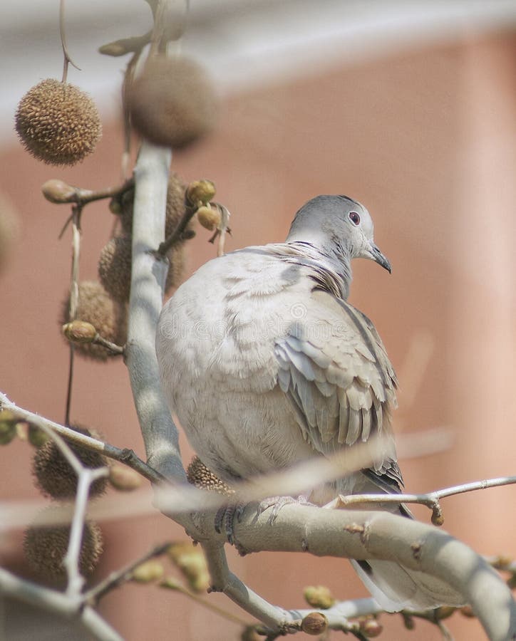 Tortelduif in de boom stock foto. Image of europees - 104078718