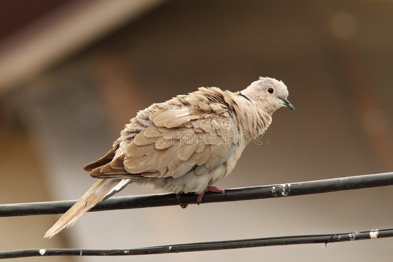 Tortelduif Op Elektrische Draad Stock Afbeelding - Image of soorten ...