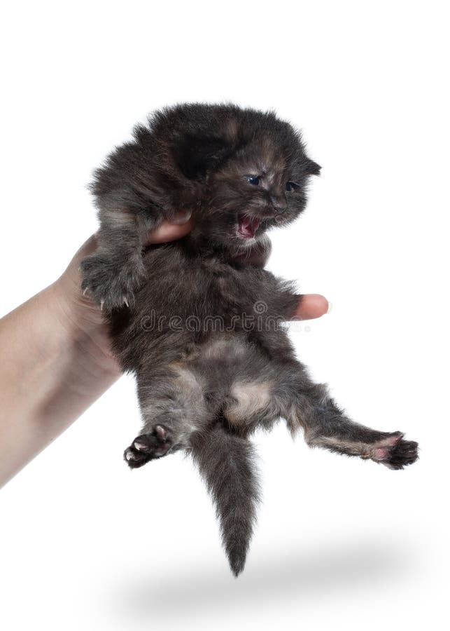 Tortie Siberian Kitten on White Background Stock Photo - Image of breed ...
