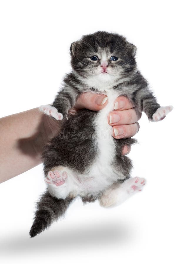 Tortie Siberian Kitten with White on White Background Stock Image ...