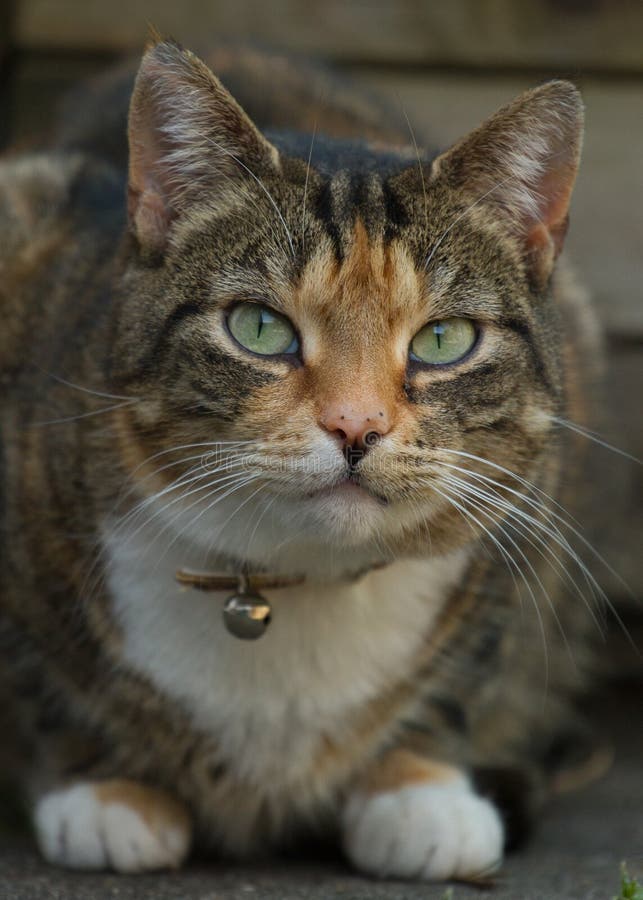 Tortie-tabby Cat in the Garden Stock Image - Image of mammal, black ...
