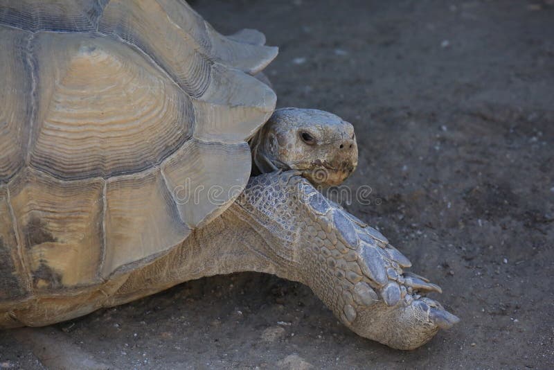 Tortious Profile Stock Photos - Free & Royalty-Free Stock Photos from ...