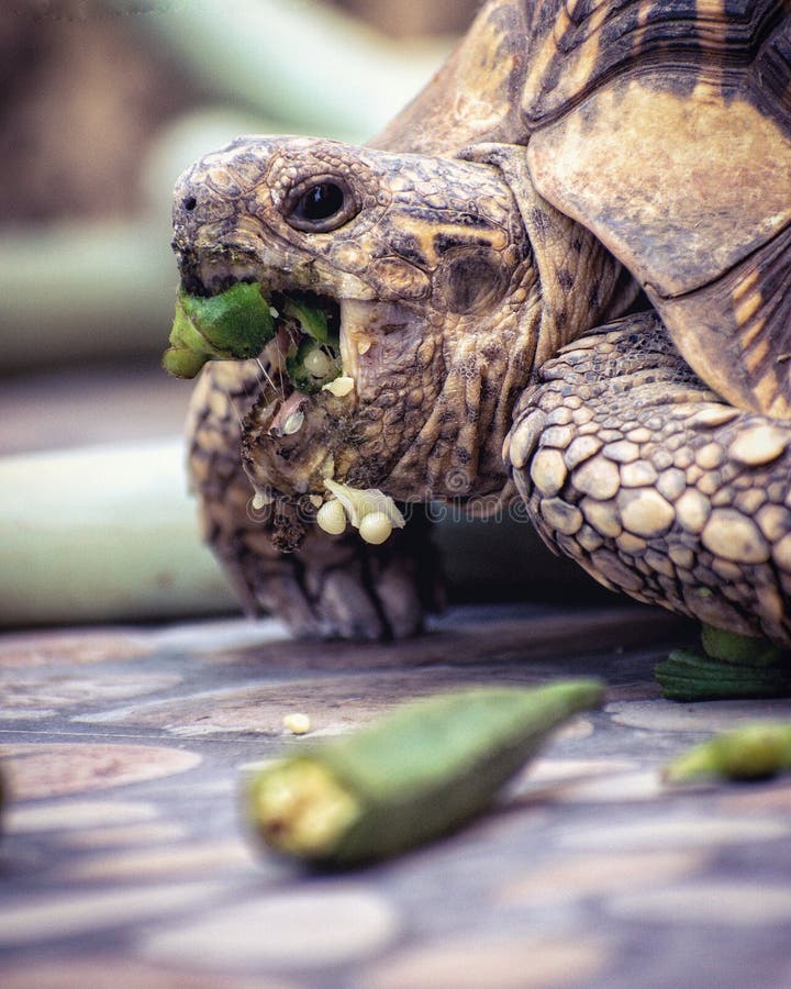 Torto having meal stock photo. Image of ladyfingers - 159710278