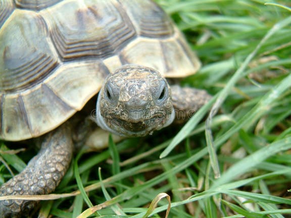 Tortoise stock photo. Image of shell, tortoise, hard, animals - 3240