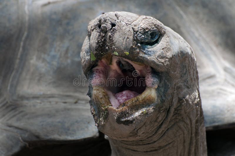 332 Tortoise Mouth Open Stock Photos - Free & Royalty-Free Stock Photos ...