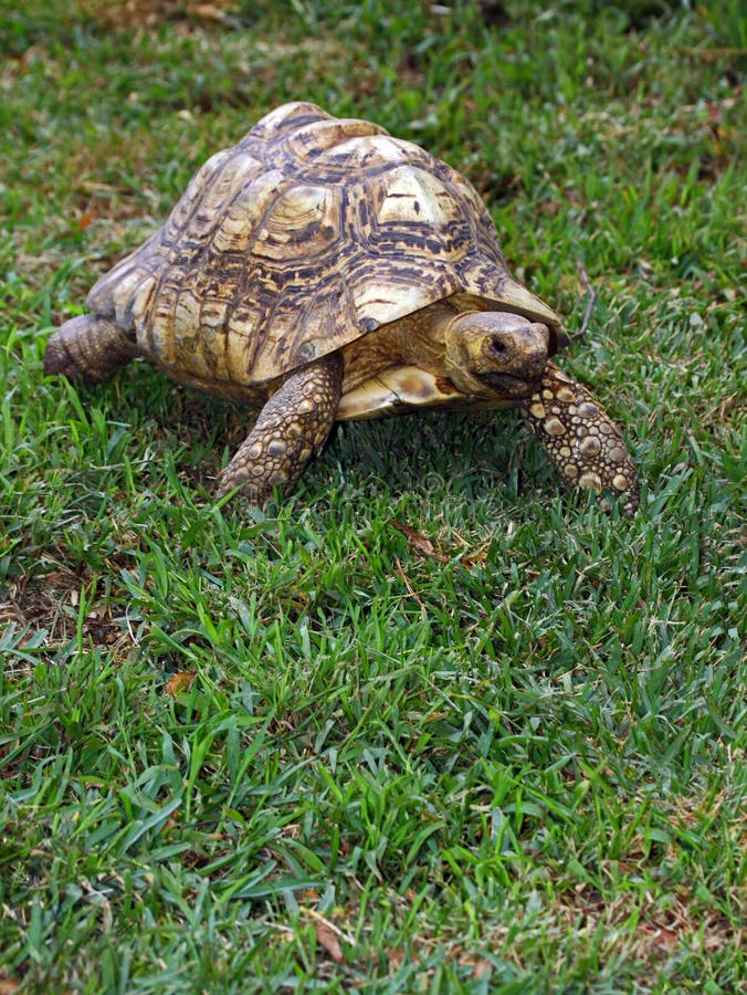 Tortoise stock photo. Image of face, mephoto, sunny, endangered - 11376128