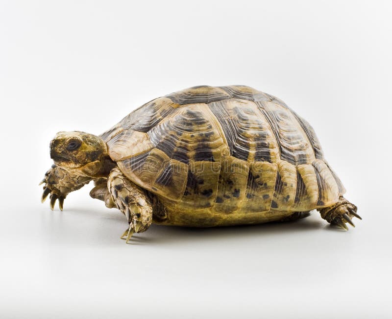 Empty turtle shell stock image. Image of white, empty, life - 188013