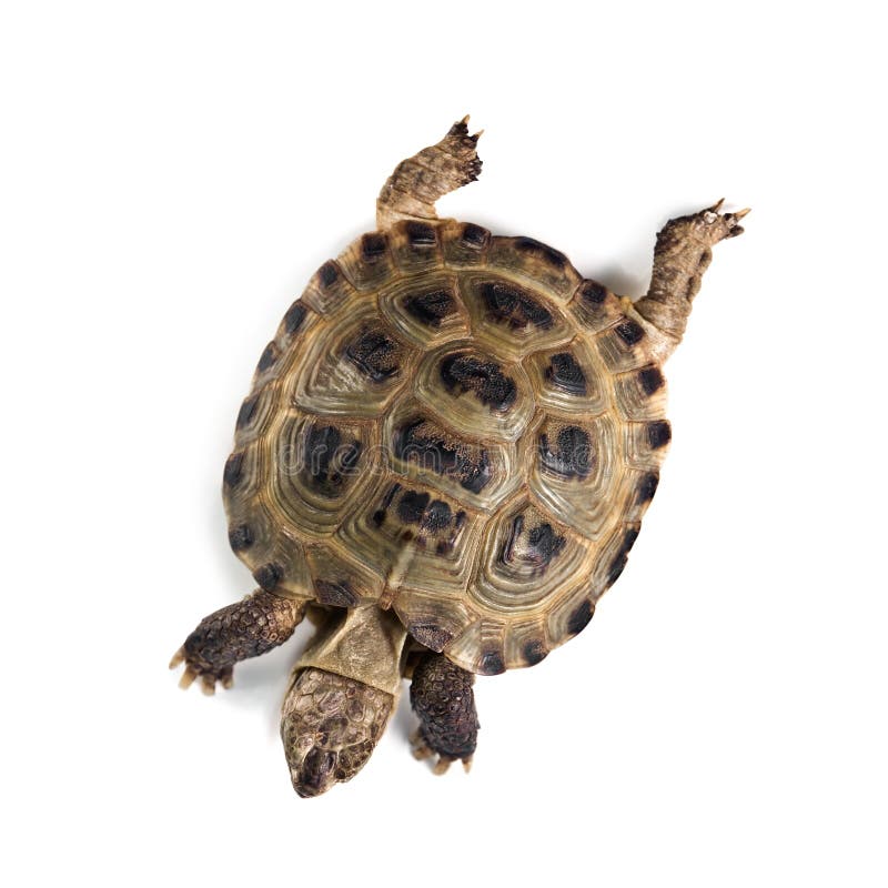 Empty Turtle Shell on White Stock Photo - Image of shell, growth: 28881590