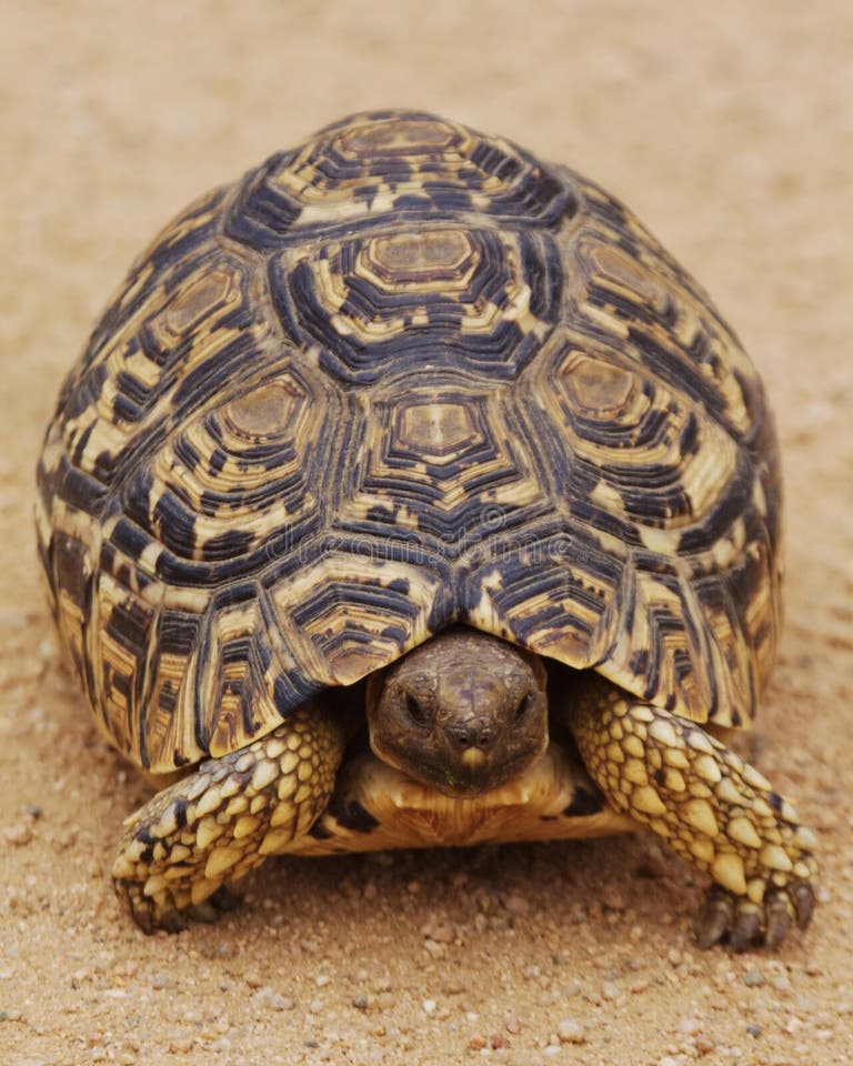 5,953 Tortoise Pattern Stock Photos - Free & Royalty-Free Stock Photos ...