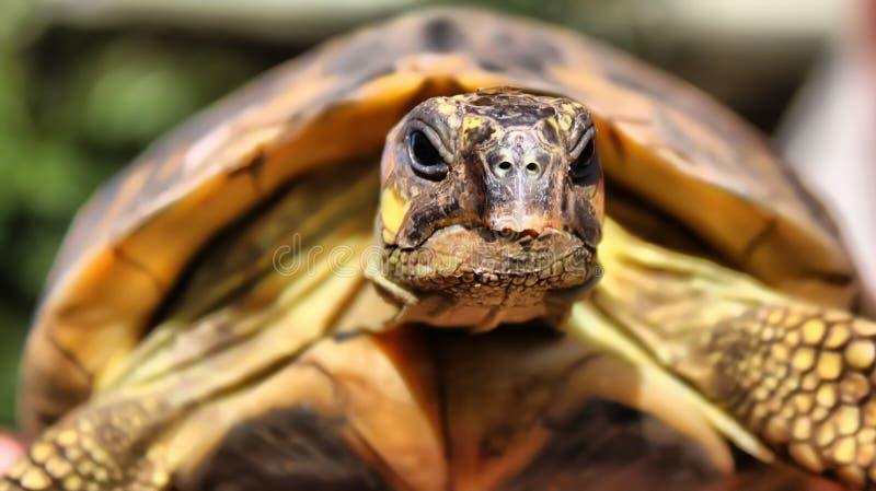 Funny Tortoise stock photo. Image of silly, tortoise - 17638852