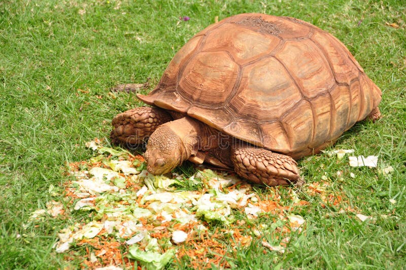 Hungry Tortoise stock image. Image of feeding, turtle - 13703609