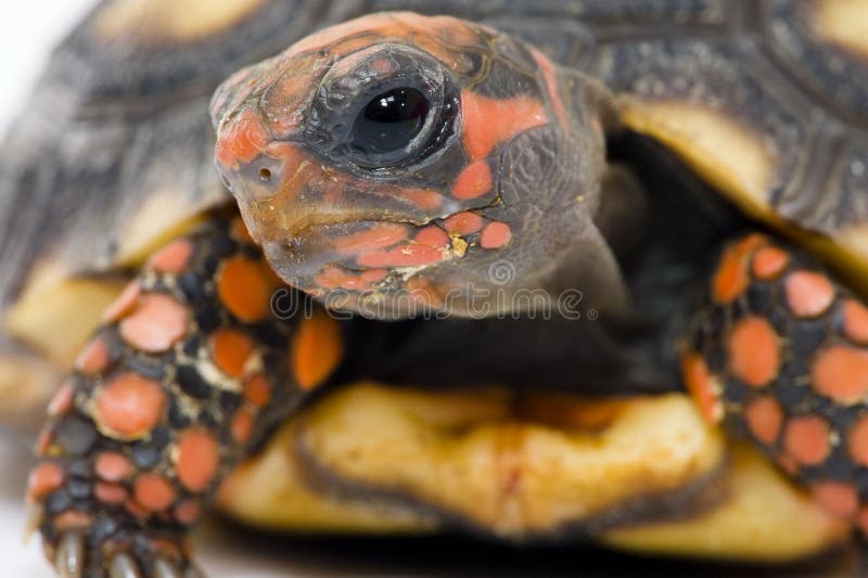 Funny Tortoise stock photo. Image of silly, tortoise - 17638852