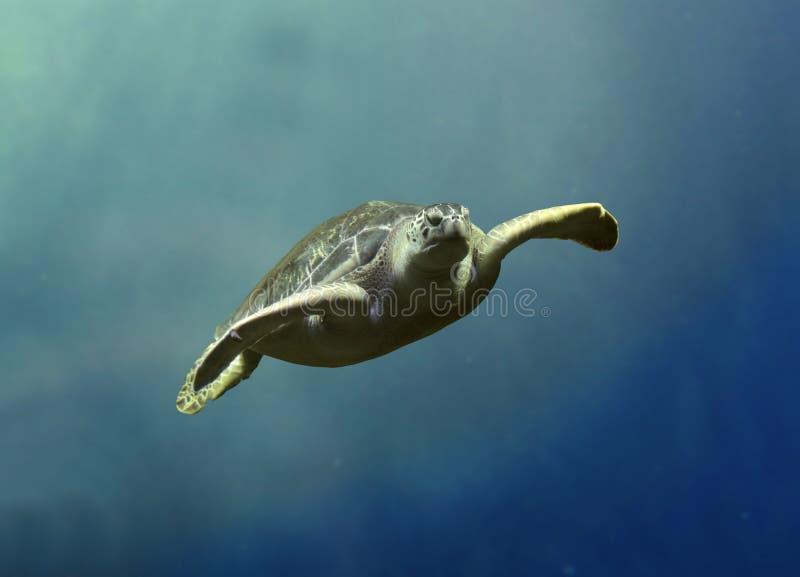 Tortoise stock image. Image of animal, wildlife, tortoise - 16455023