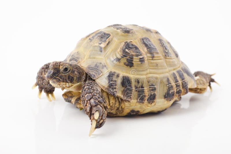 Tortoise running stock image. Image of tortoise, fast - 4866487