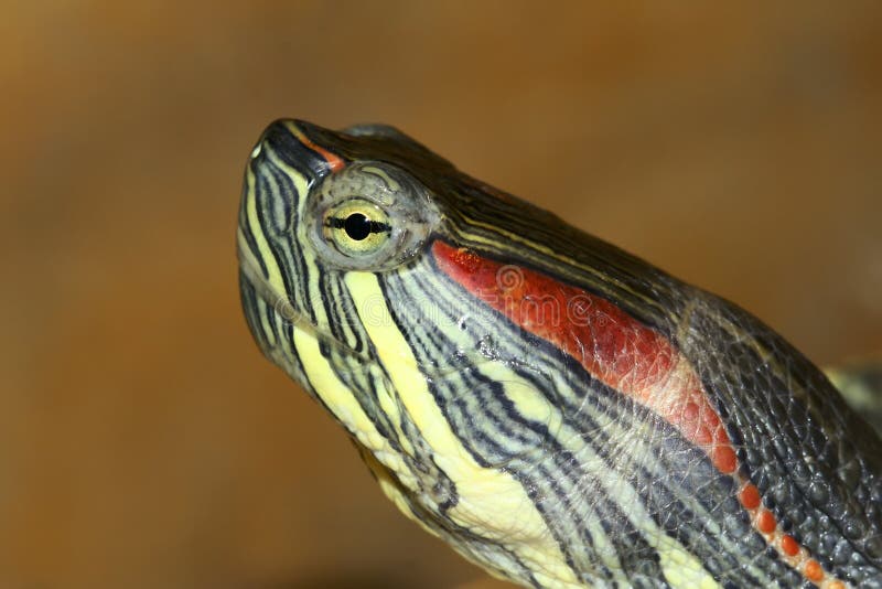 Amazon Toad-headed Turtle / Batrachemys Raniceps Stock Photo - Image of ...