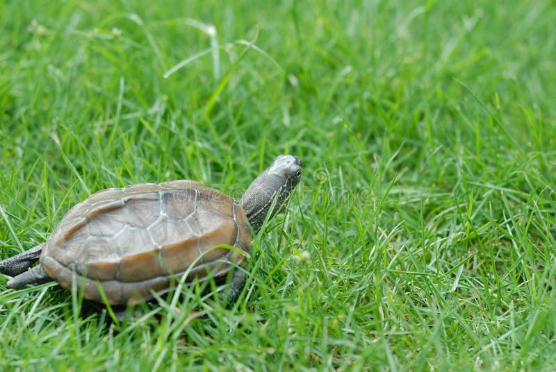 Grassland tortoise stock photo. Image of grassland, turtle - 15608116