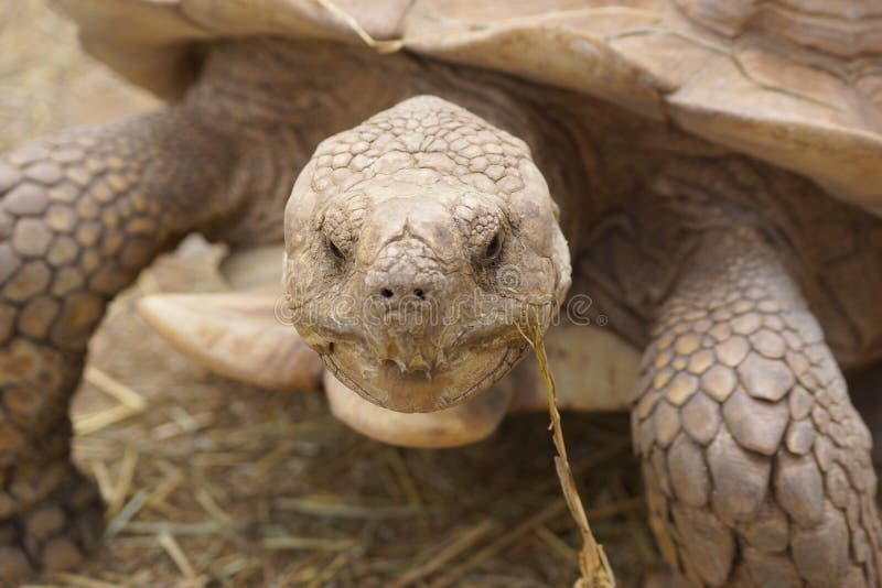 Zebra Mongoose stock image. Image of portrait, lookout - 26425841