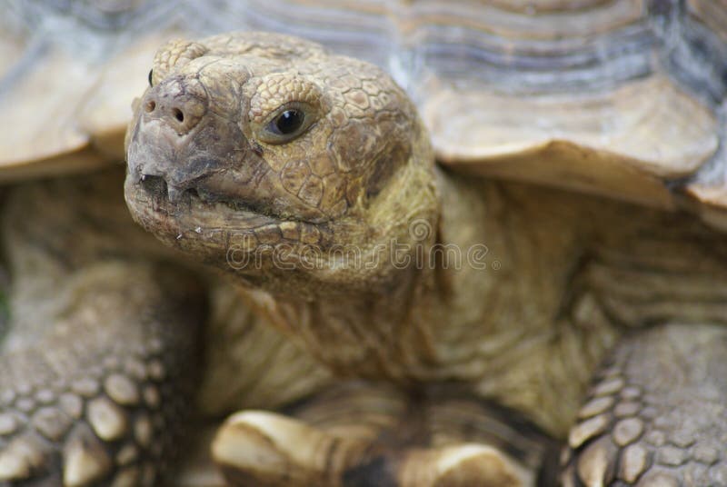 Tortoise stock image. Image of african, spurred, tortoise - 253644155