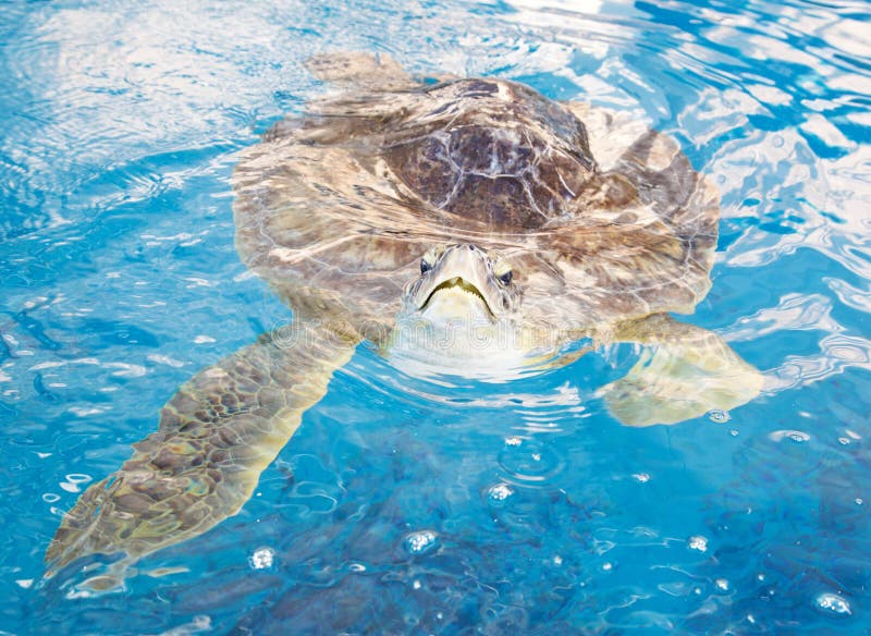 Swimming tortoise stock image. Image of house, relax, lazy - 1012133
