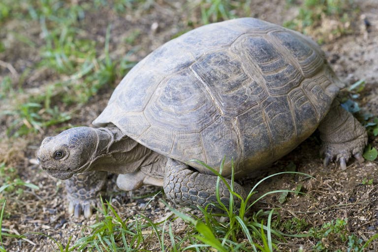138 California Desert Tortoise Stock Photos - Free & Royalty-Free Stock ...